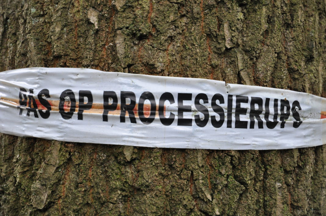 De processierups, voorkom jeuk en overlast - KampeerMagazine