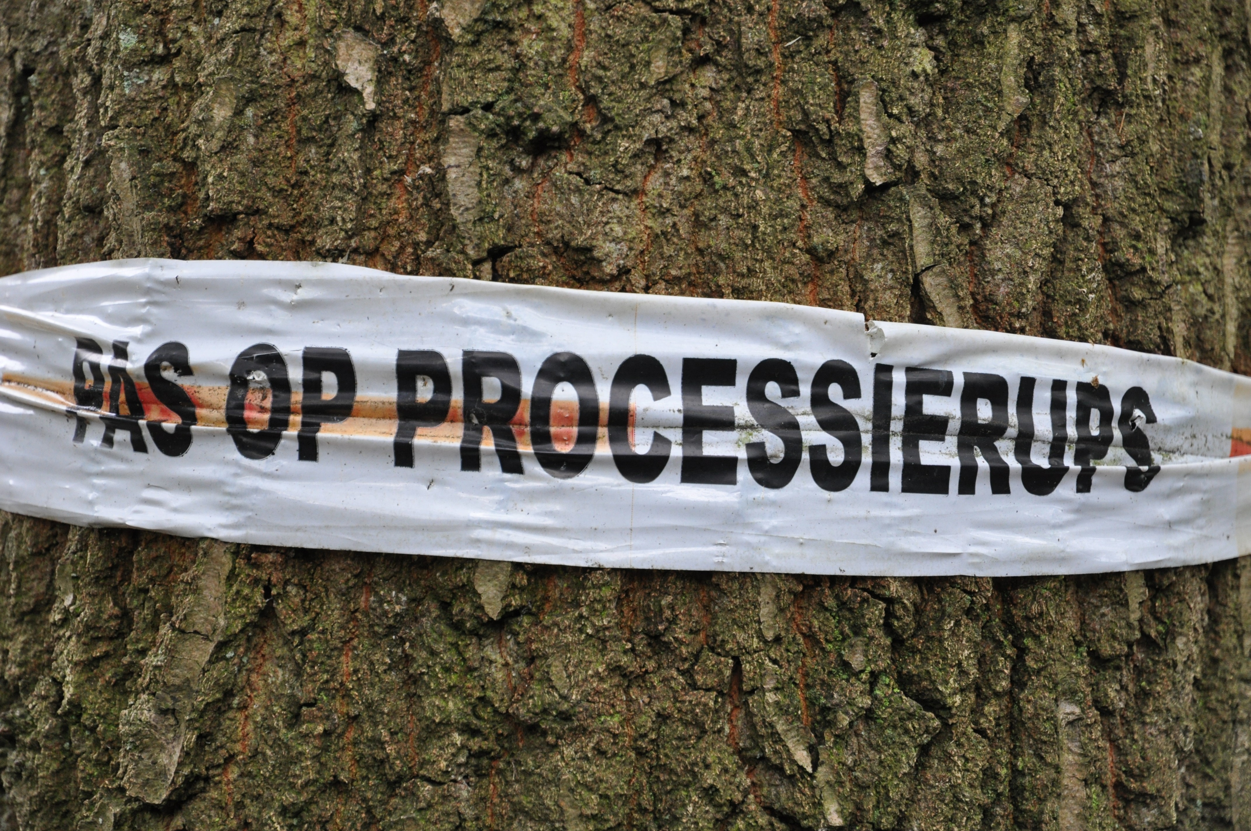 De processierups, voorkom jeuk en overlast - KampeerMagazine